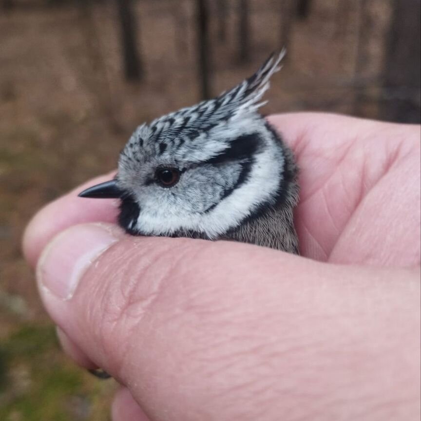 Хохлатая синица (гренадёр )