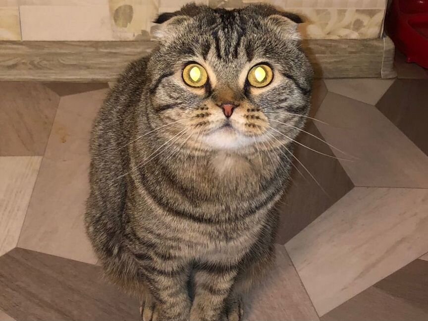 Вязка. Кот ждёт подругу (вислоухий)