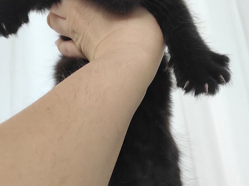 Котята мейн-кун черный