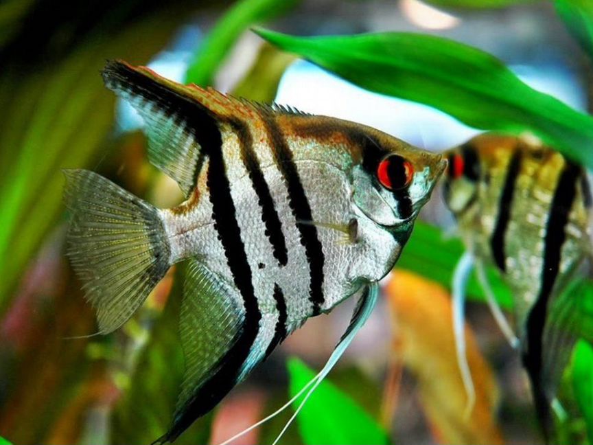 Скалярии обмен на креветок