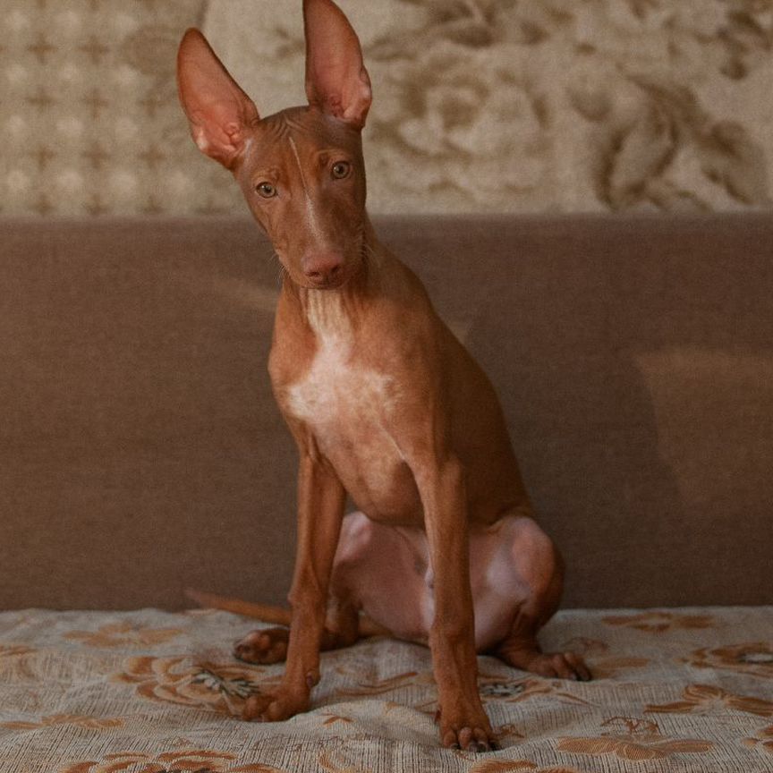 Чирнеко дель'Этна