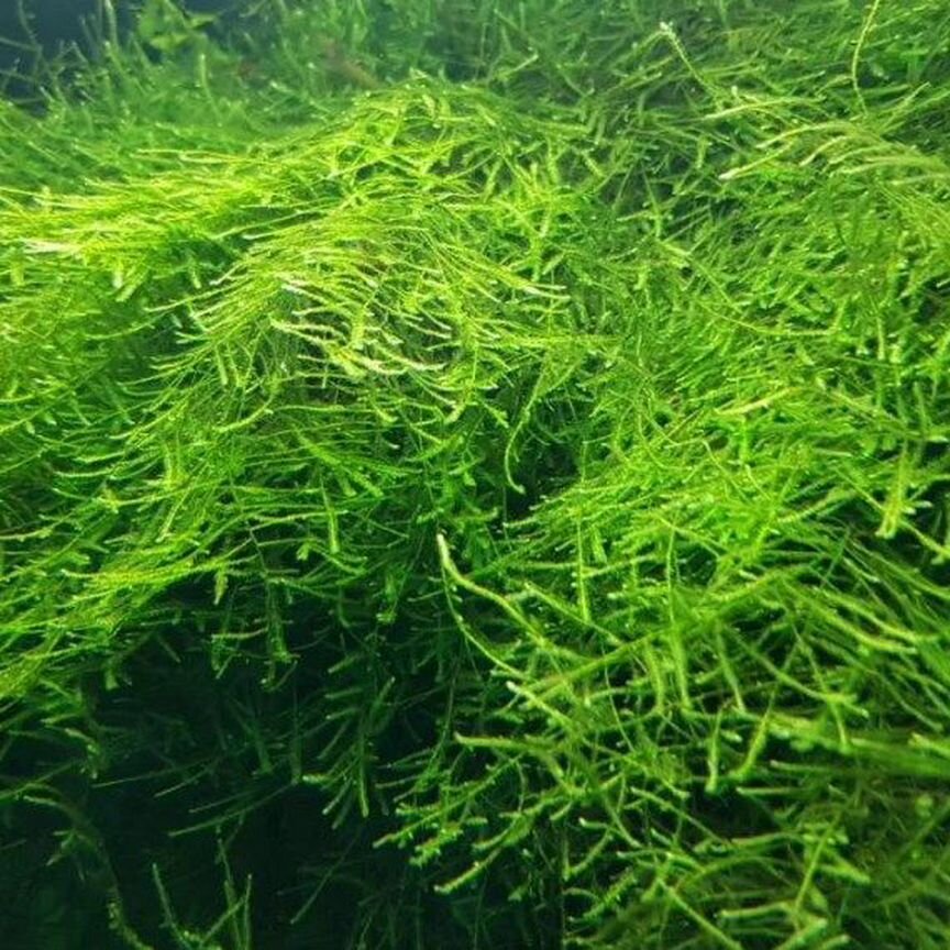 Аквариумная прополка