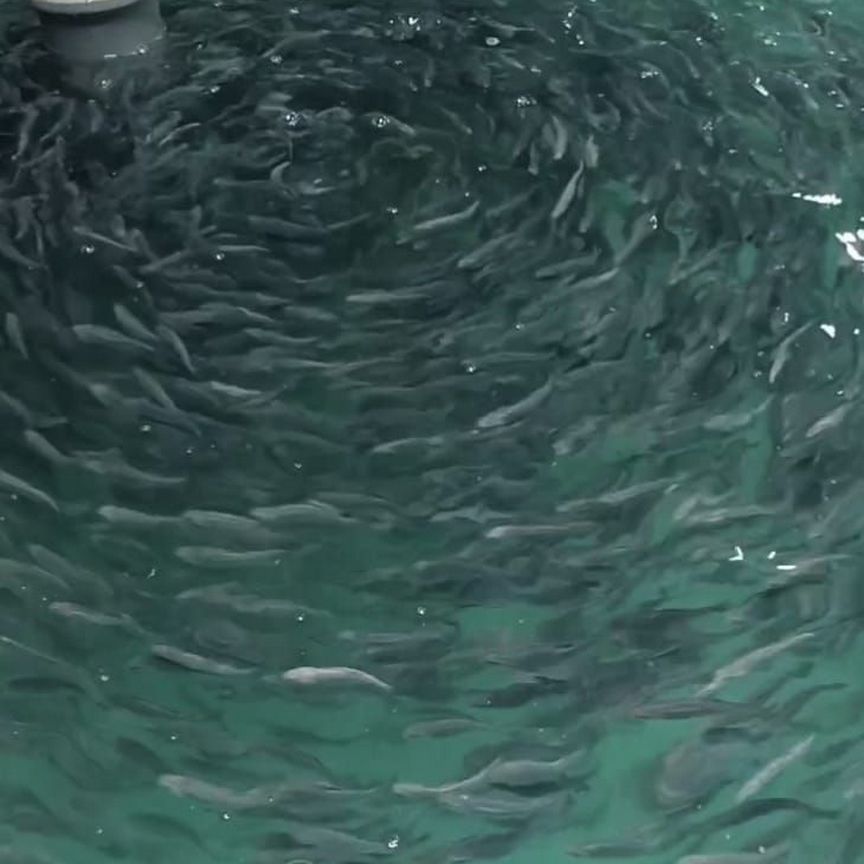 Малек форели