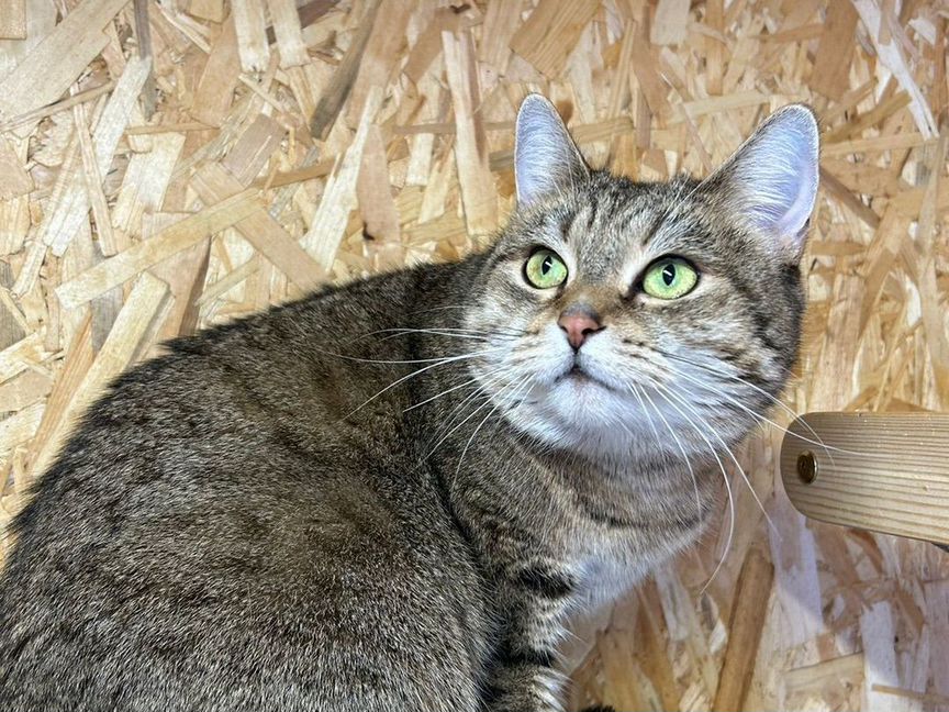 Кошка Лаура в дар