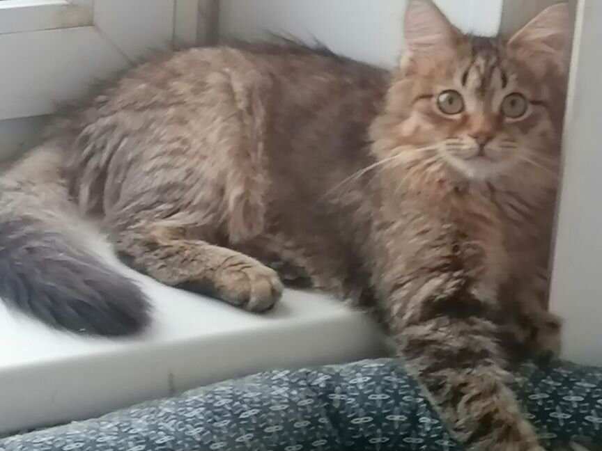 Сибирские котята