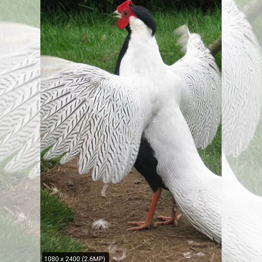 Фазан серебро (семья)