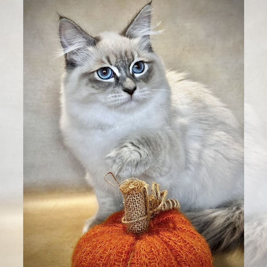 Котята невачки