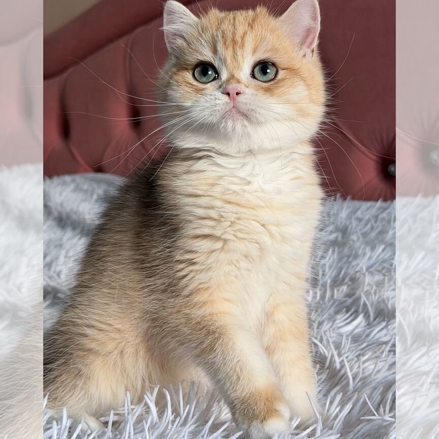 Британский короткошёрстный котёнок