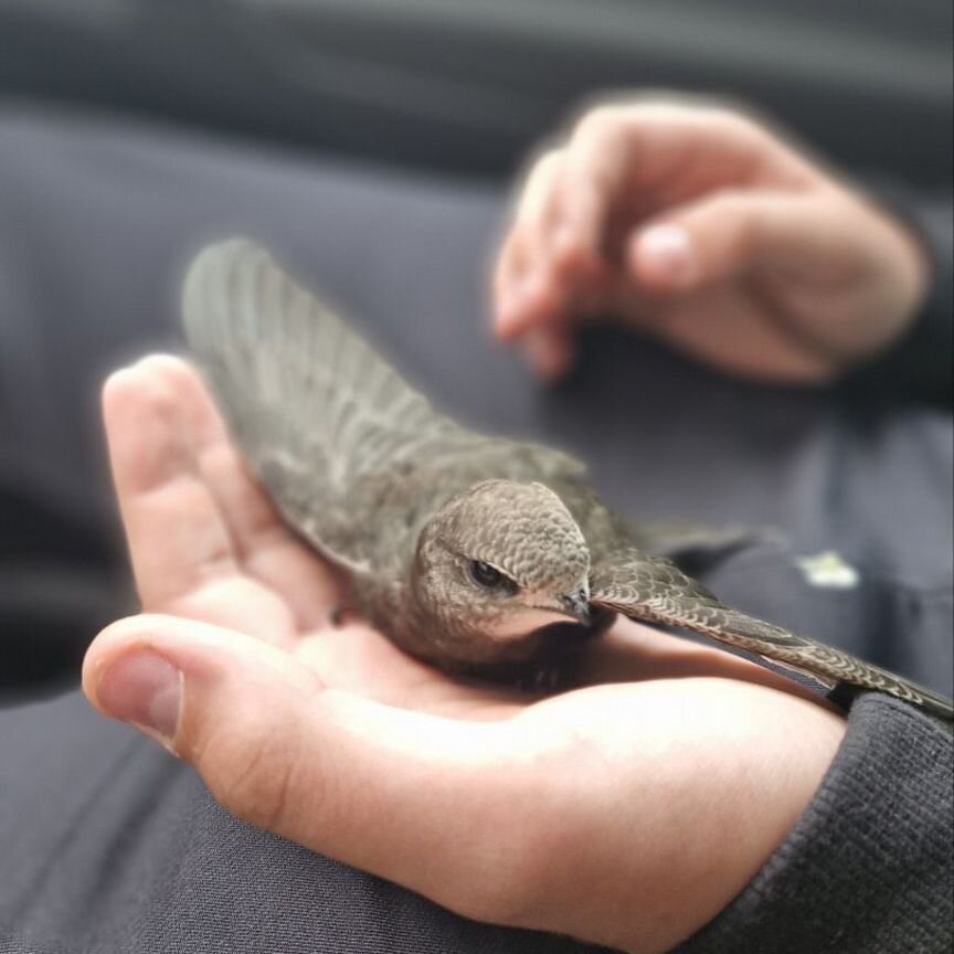 Стриж птица