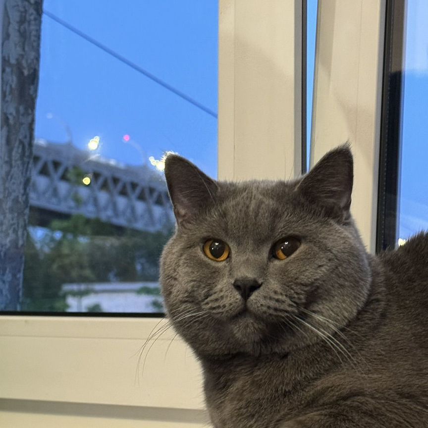 Шотландский кот