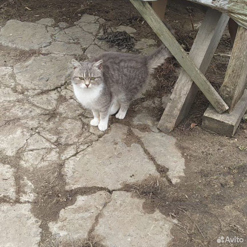 Котенок кошка 6мес