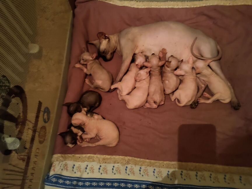 Канадский сфинкс