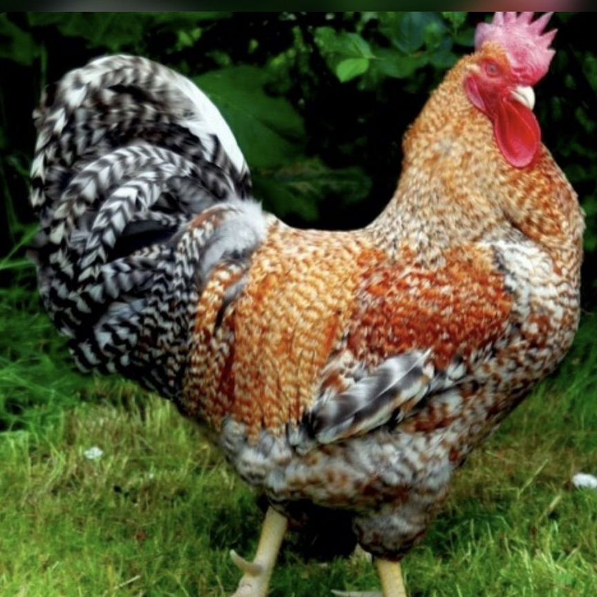 Петух билефельдер