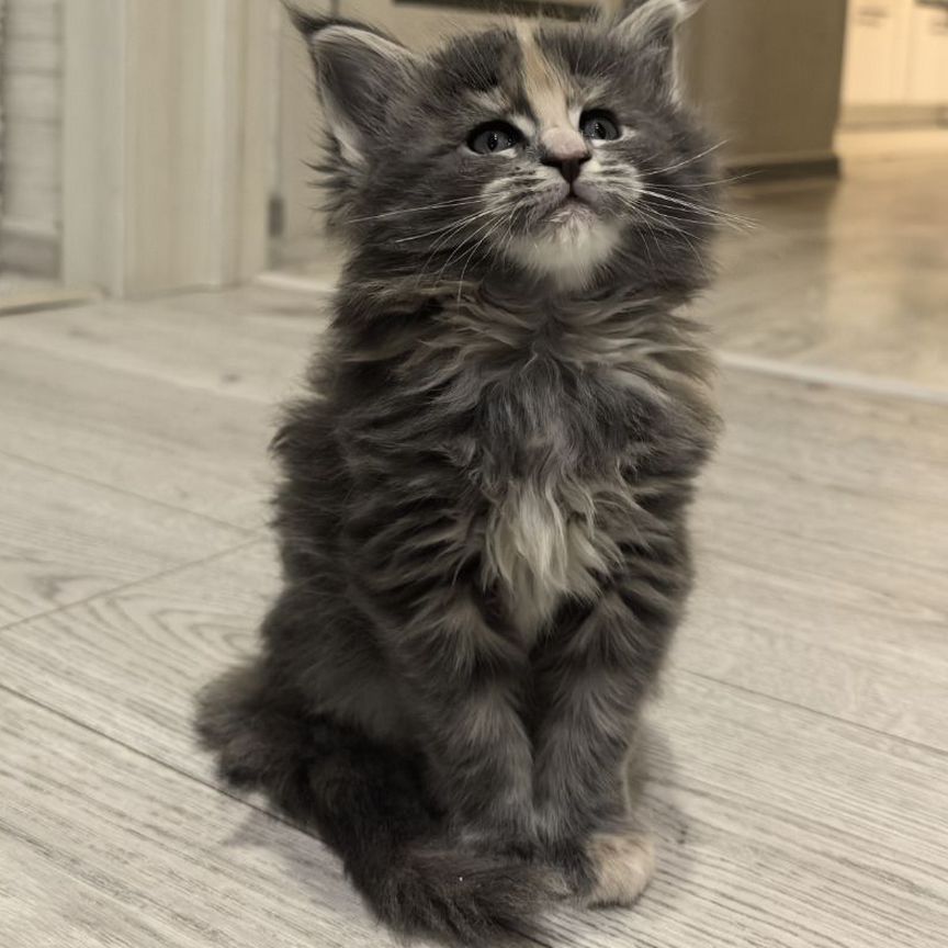 Котята мэйн кун с документами