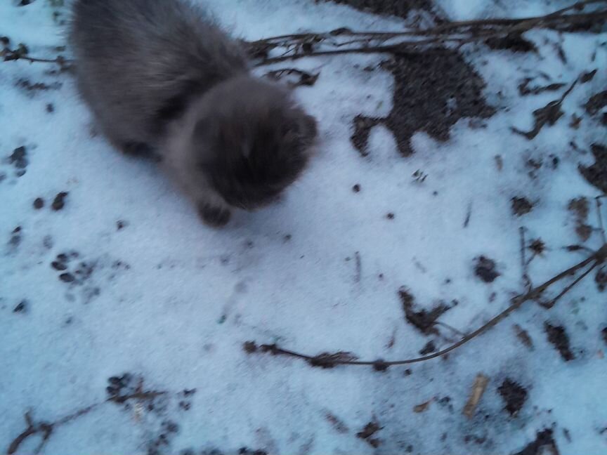 Котик похож на вислоухого ищет дом