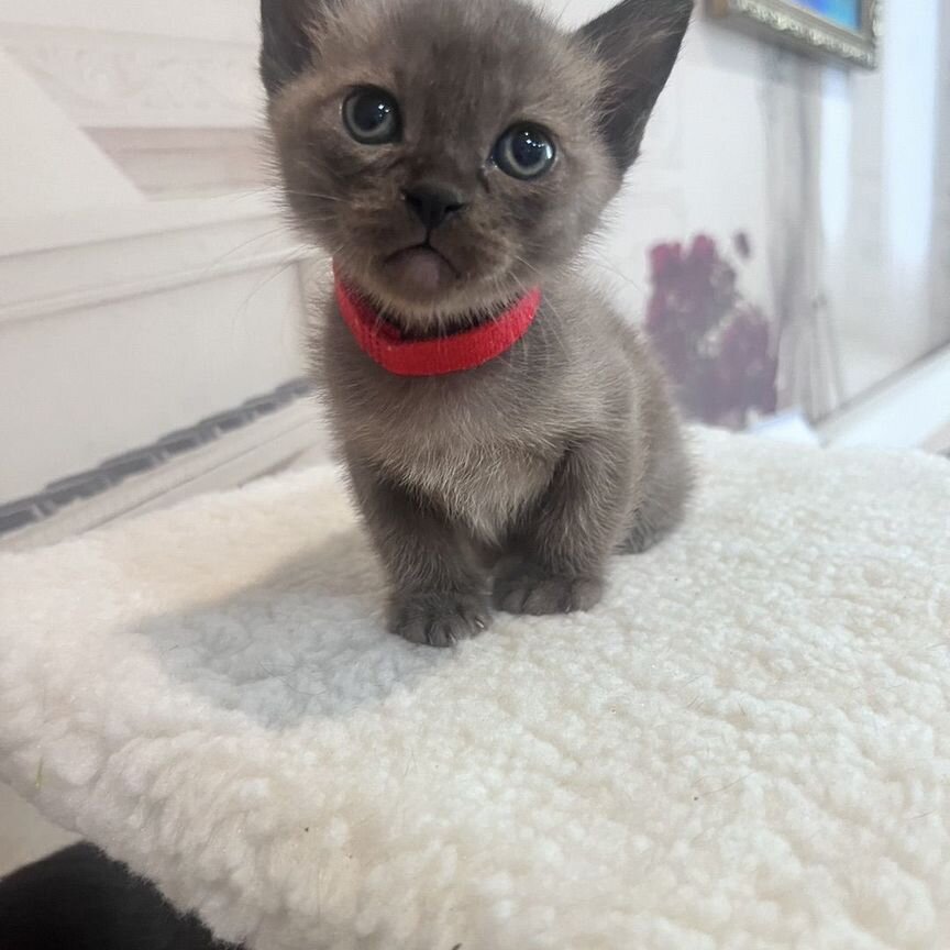 Бурманские котята