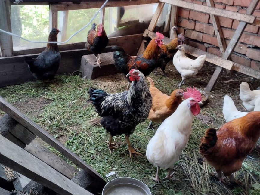 Молодые петушки