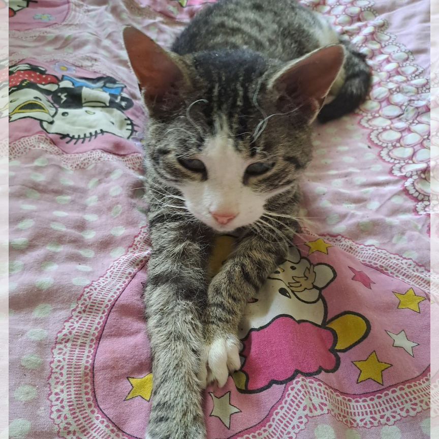 Котята отдам бесплатно