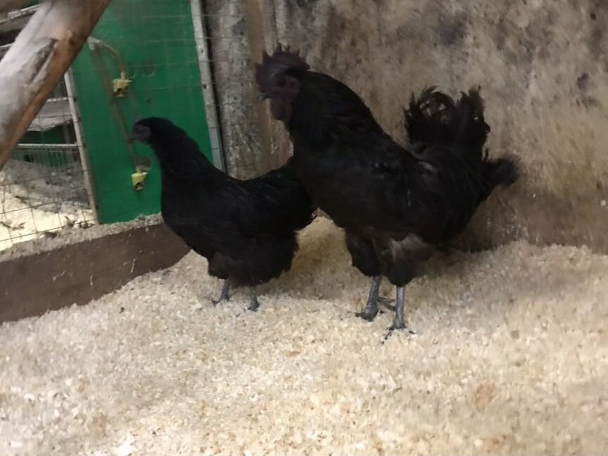 Породные куры