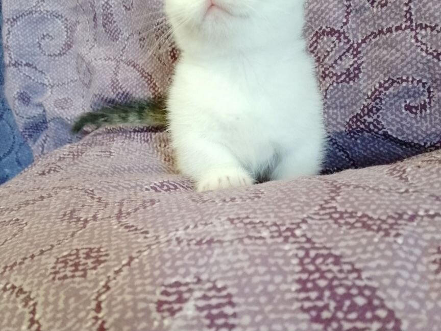 Манчкин котята девочки короткие лапки