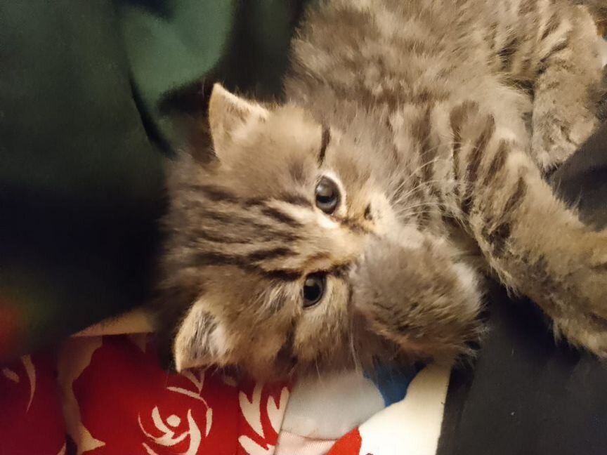 Шотландский котик