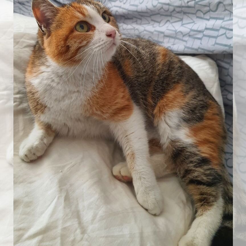 Кошка подросток