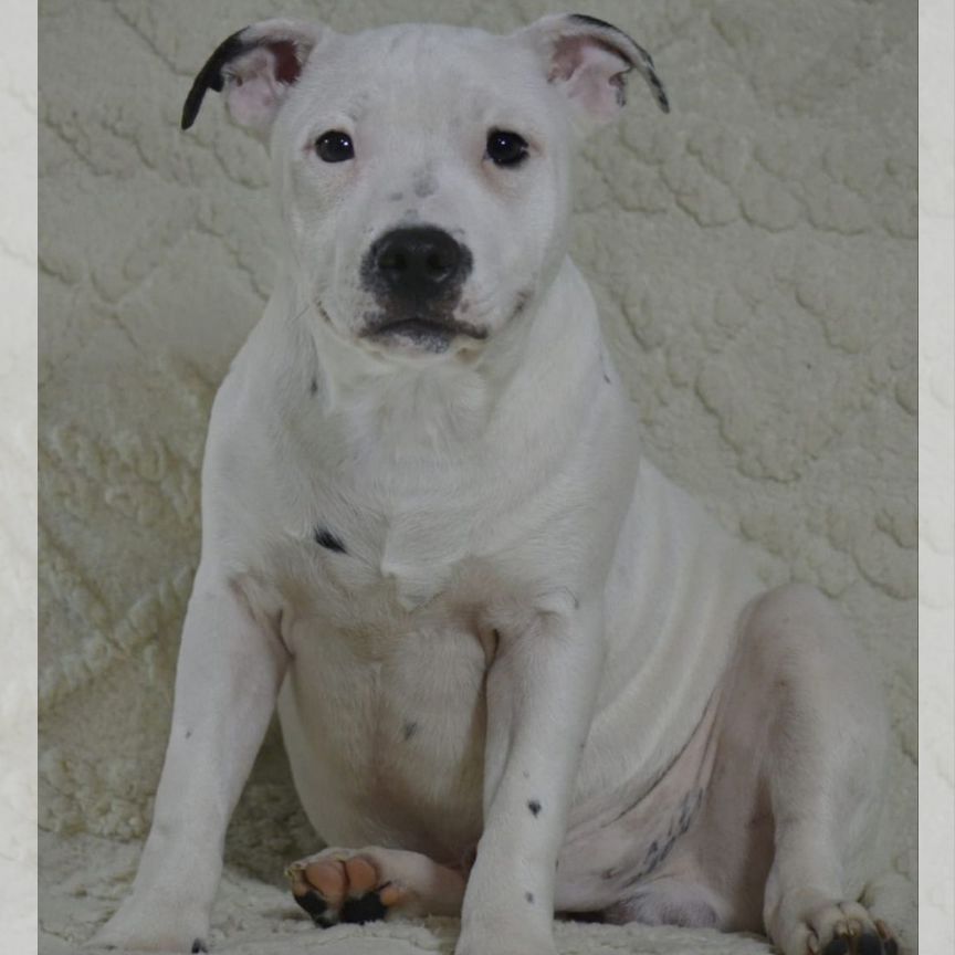 Стаффордширский бультерьер