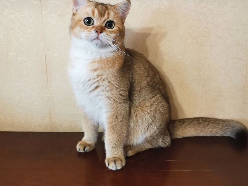 Ласковый котик