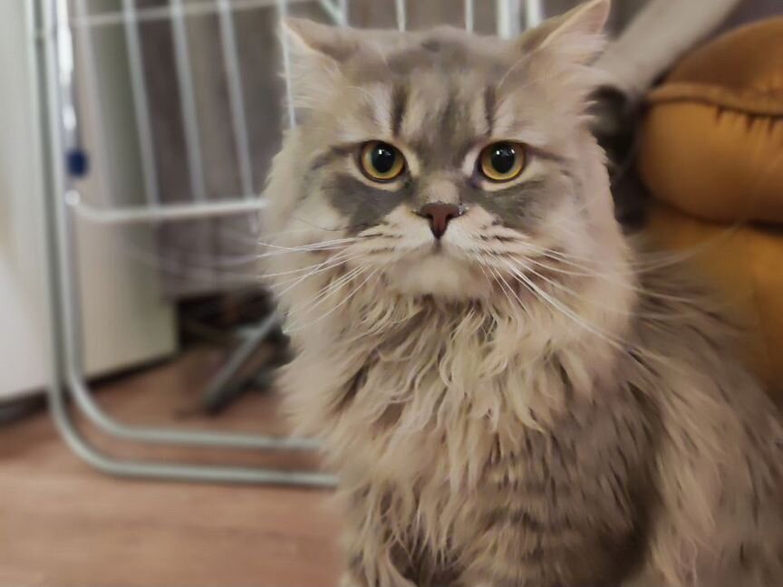Кот "Леня"