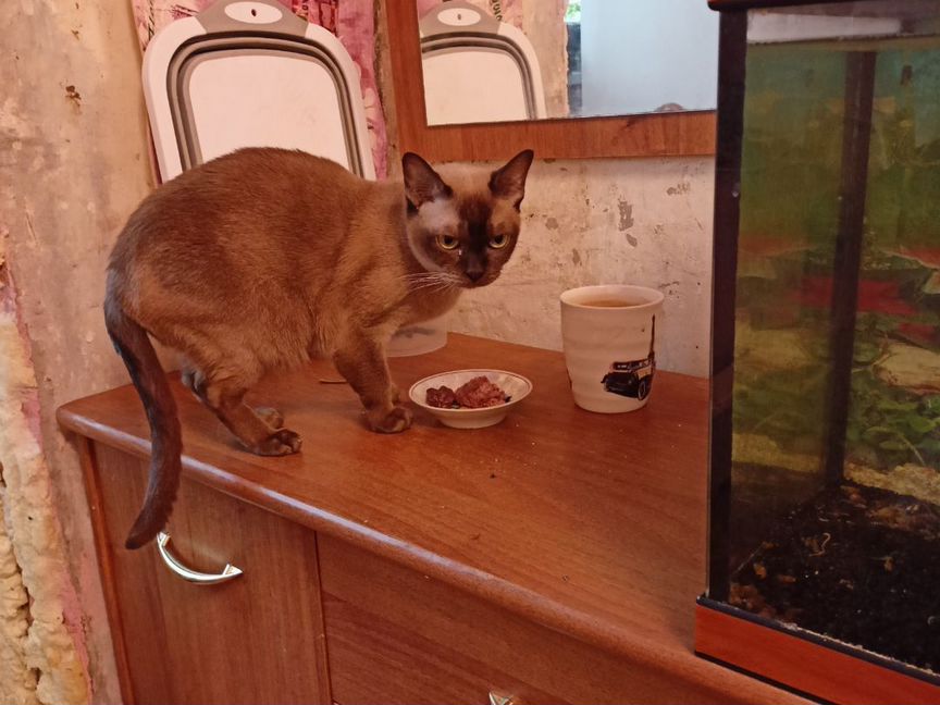 Бурманская кошечка