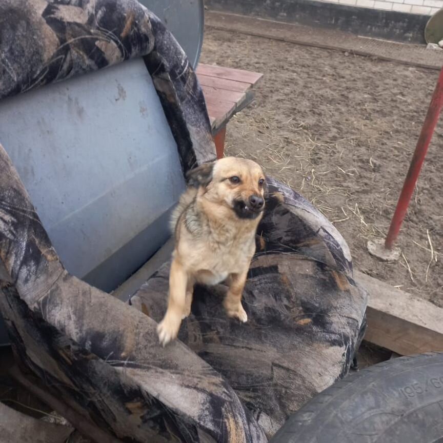 Собака в добрые руки