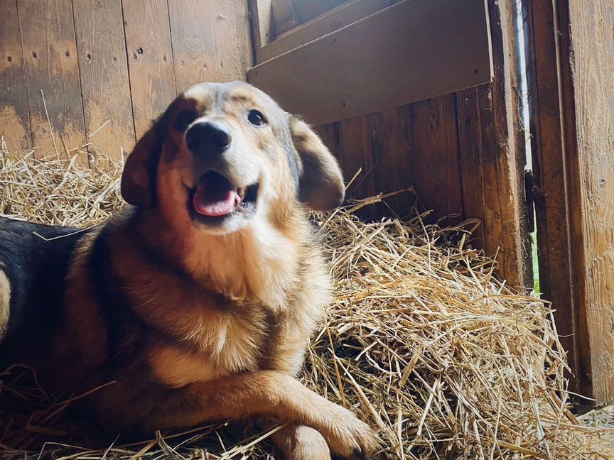 Собака в добрые руки