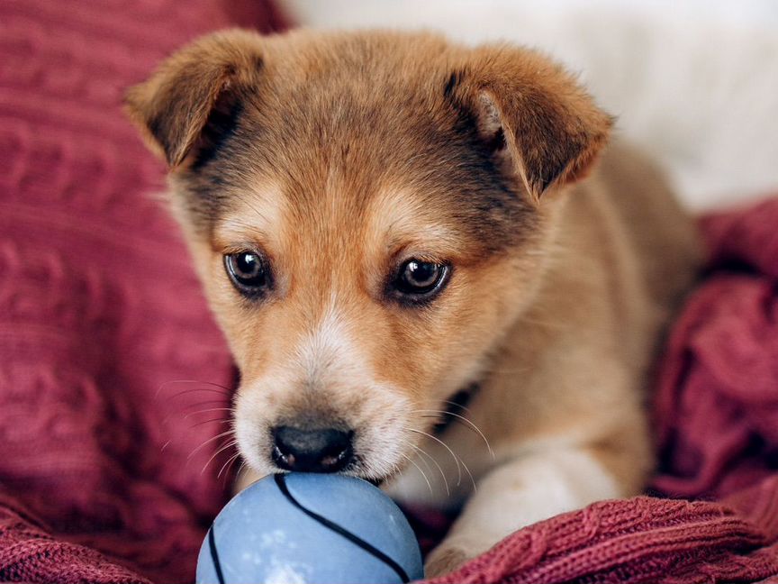 Томми ищет дом