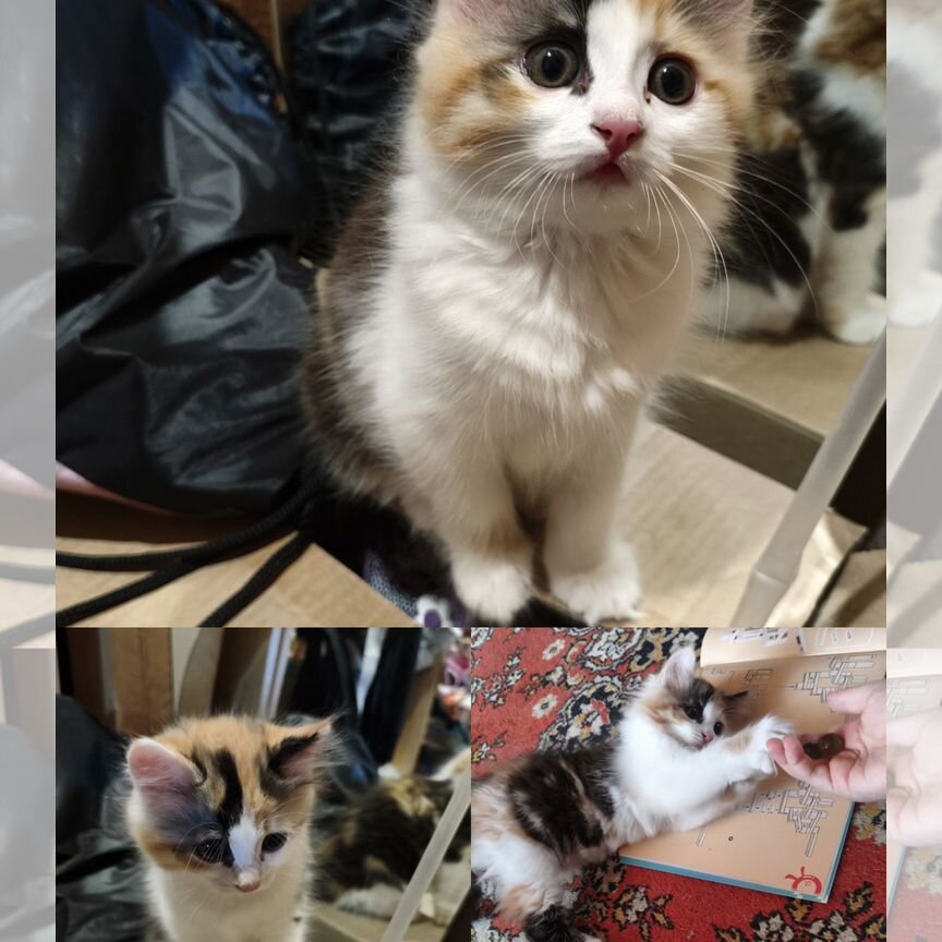 Котёнок в добрые руки