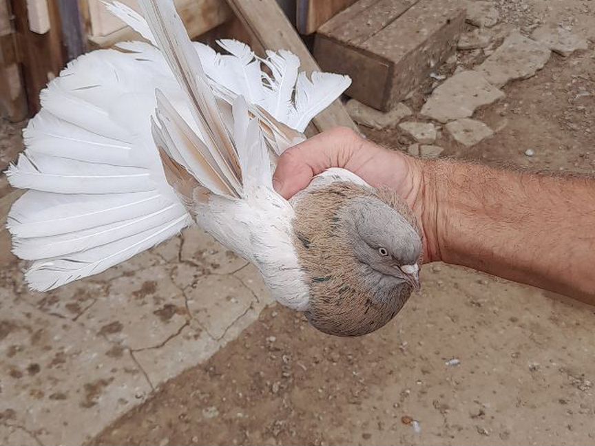 Николаевские голуби (тучерезы)