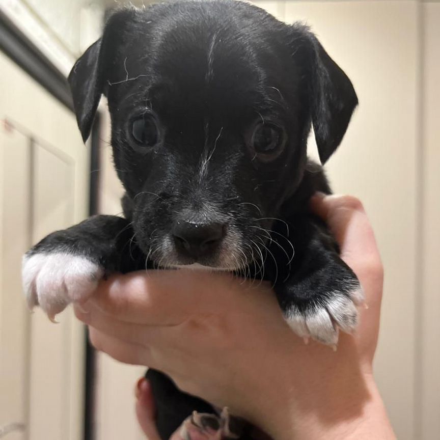 Щенки чихуахуа