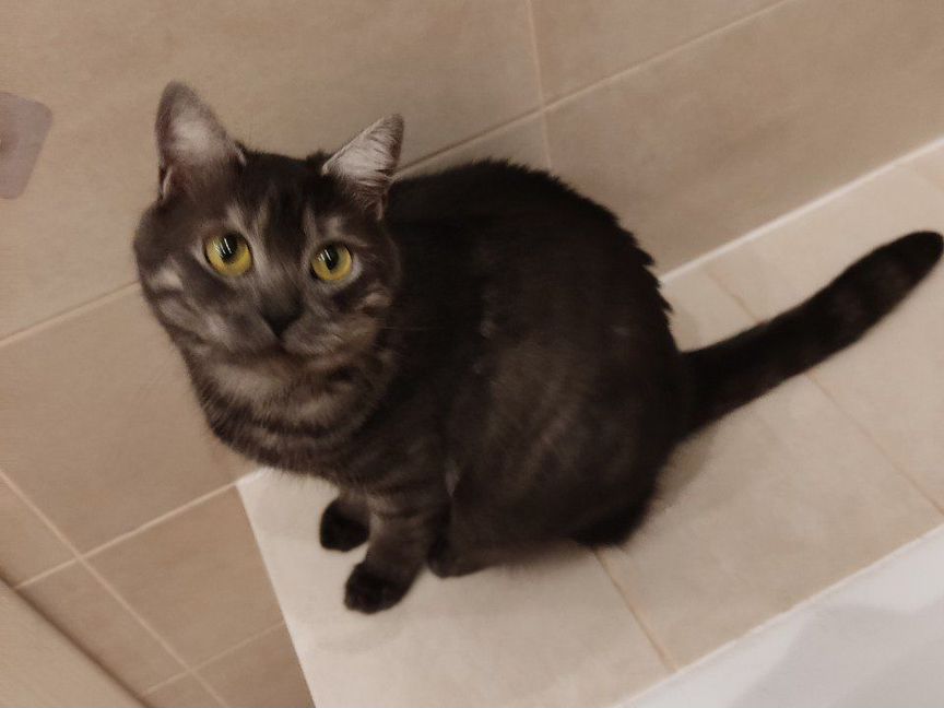 Кошечка ищет самую надёжную семью