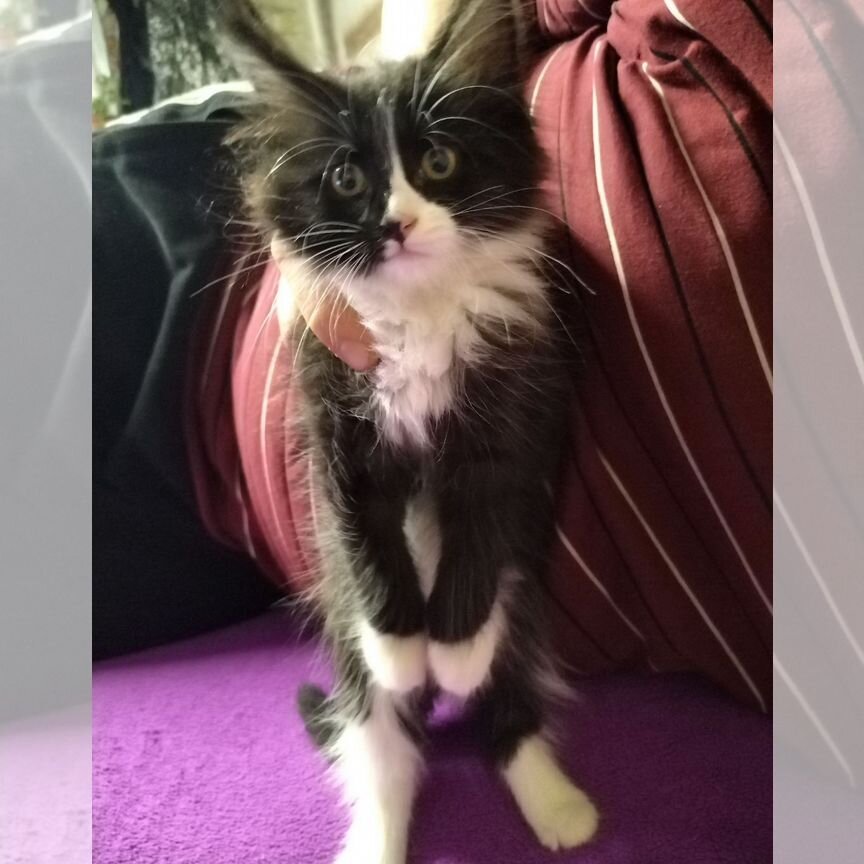Котёнок