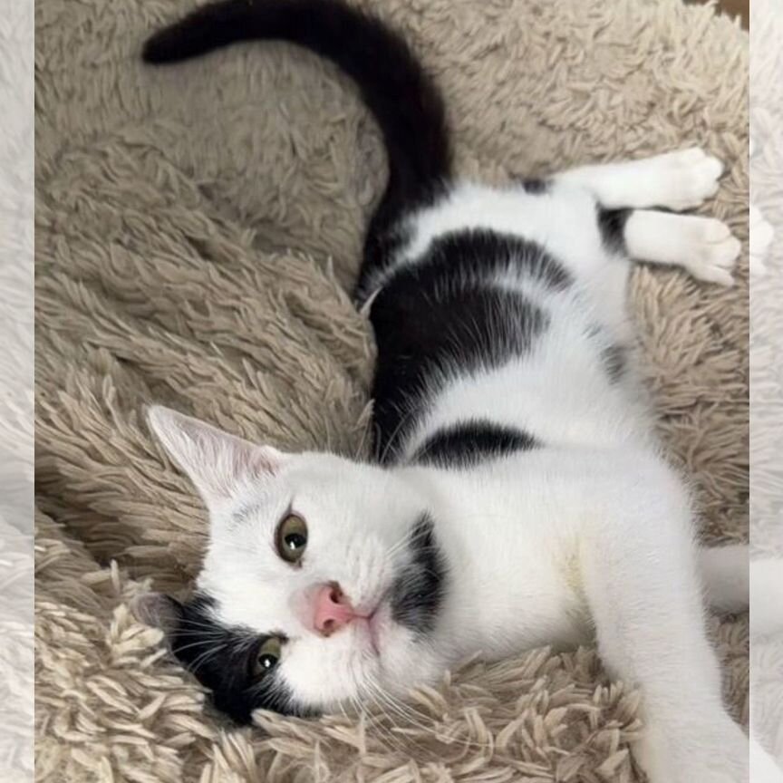 Котёнок в добрые руки