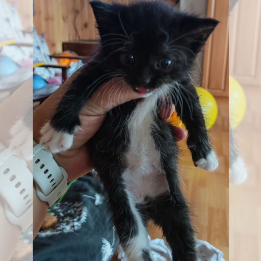 Котёнок в добрые руки