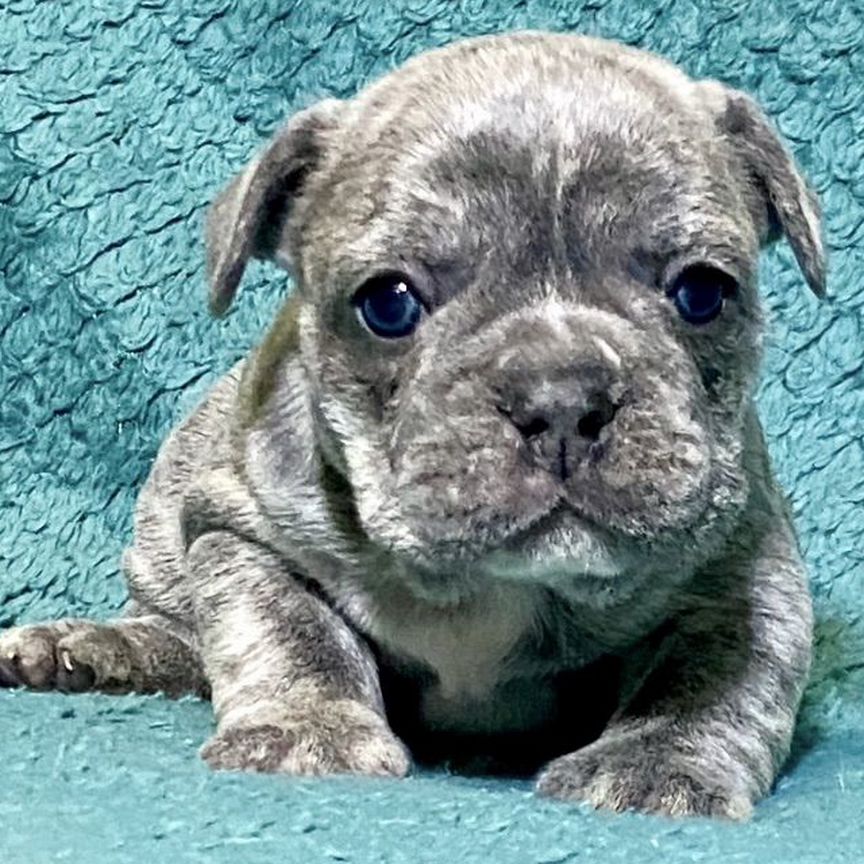 Французский бульдог, щенок