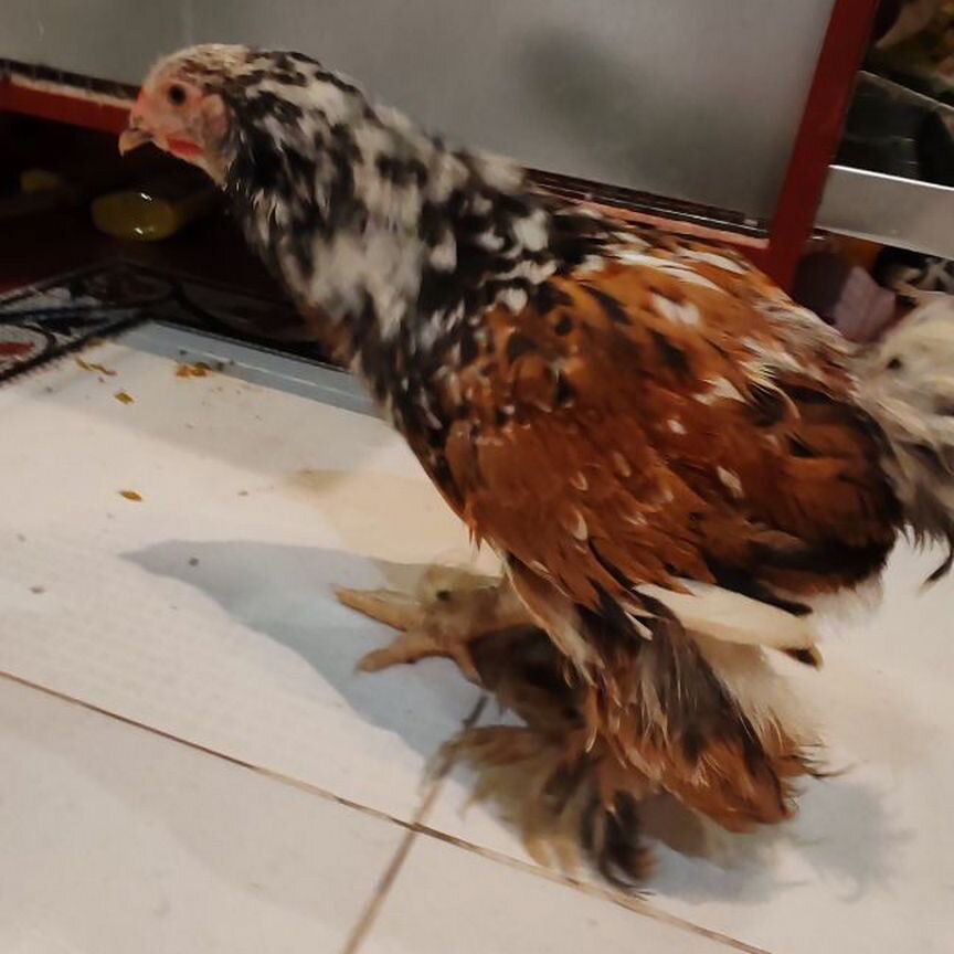 Петух брама порцелян