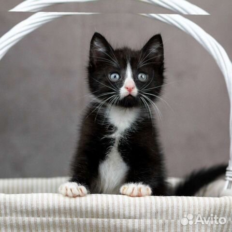 Черно белый котенок