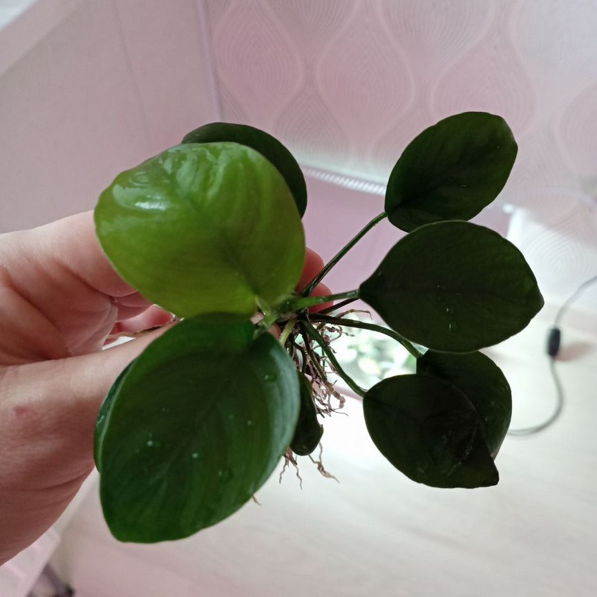 Анубиас аквариумный