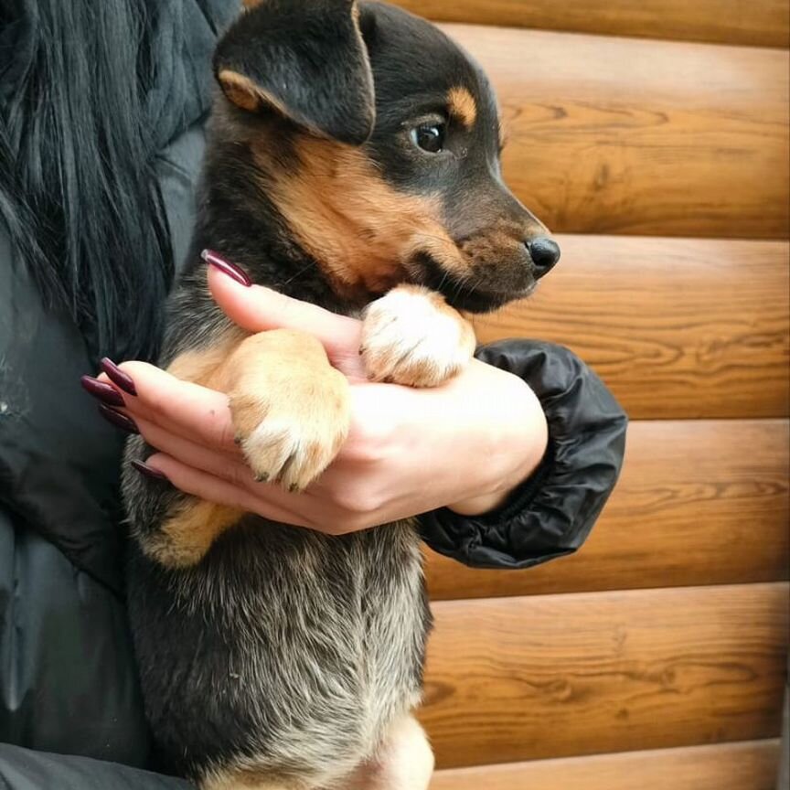 Щенок в добрые руки