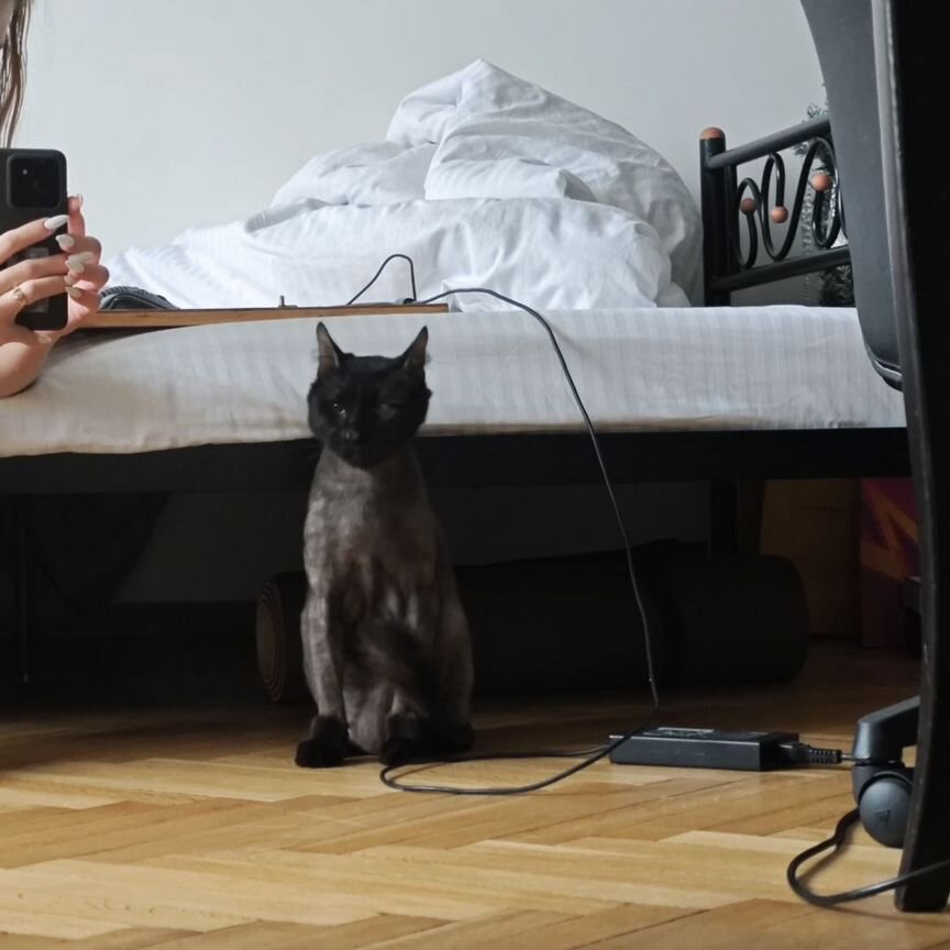 Бритый кот с мусорки в добрые руки