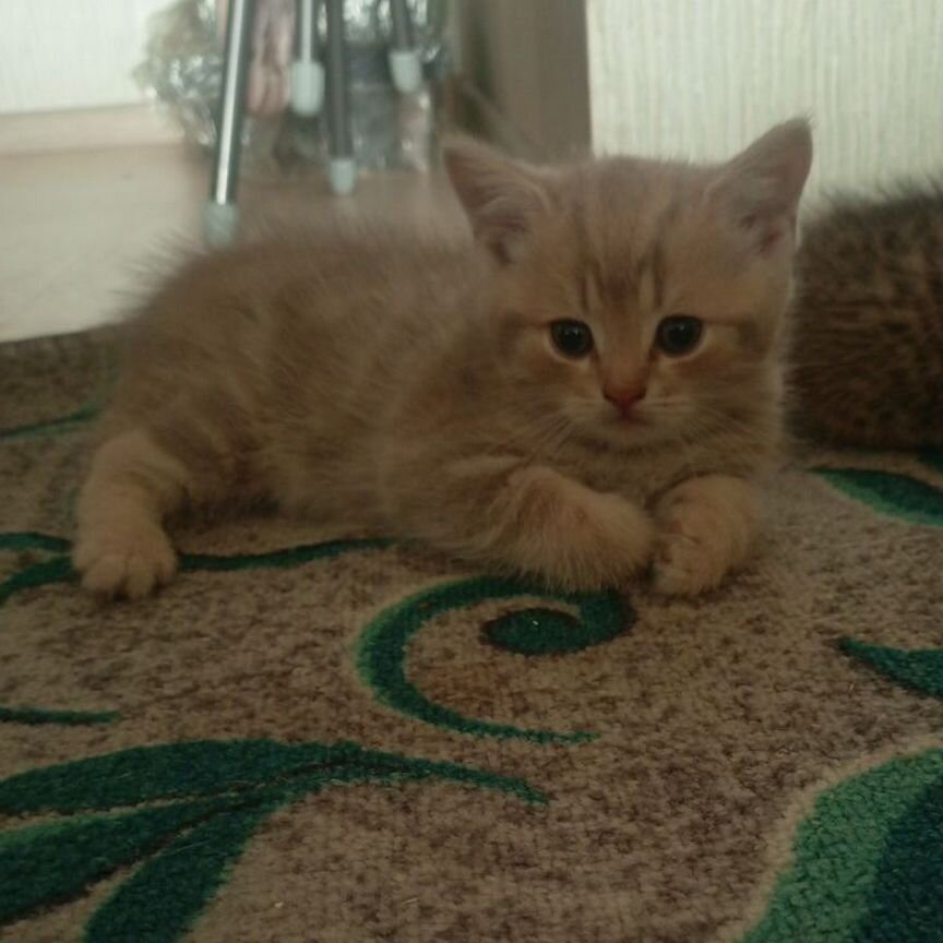 Шотландский вислоухий короткошёрстный котёнок
