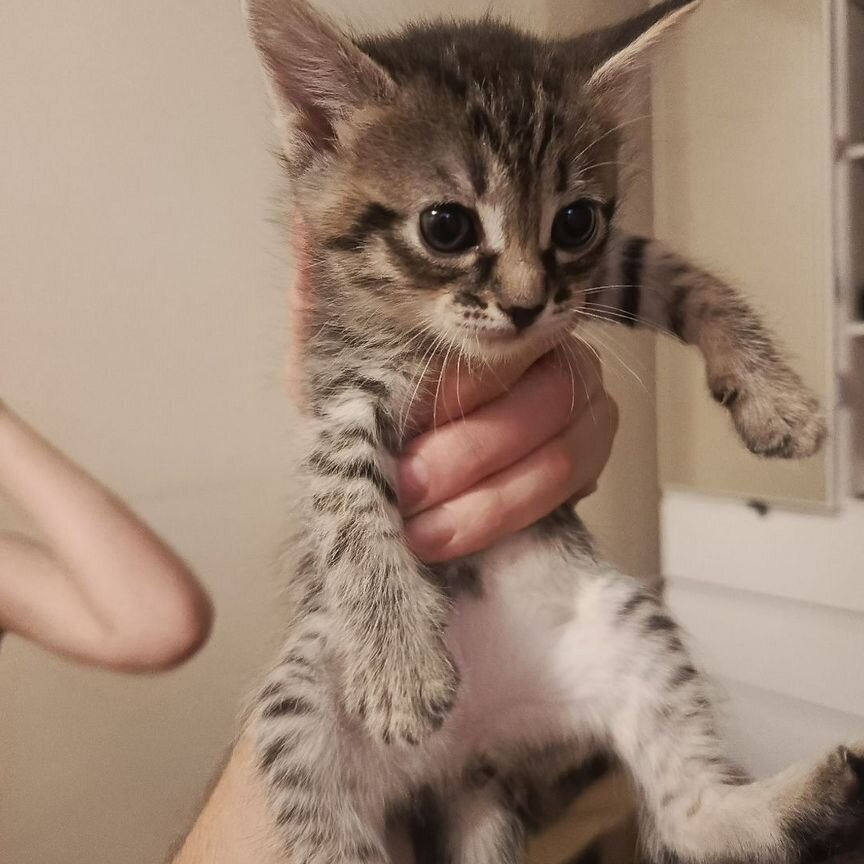 Котёнок в добрые руки