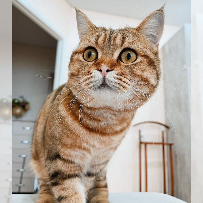 Домашний породистый кот