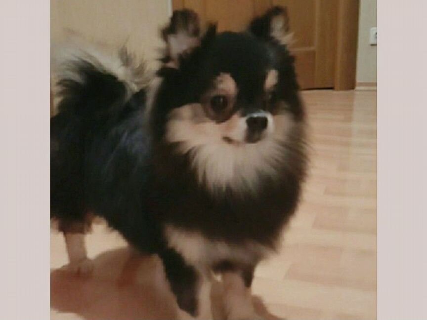 Красивый мальчик шпиц